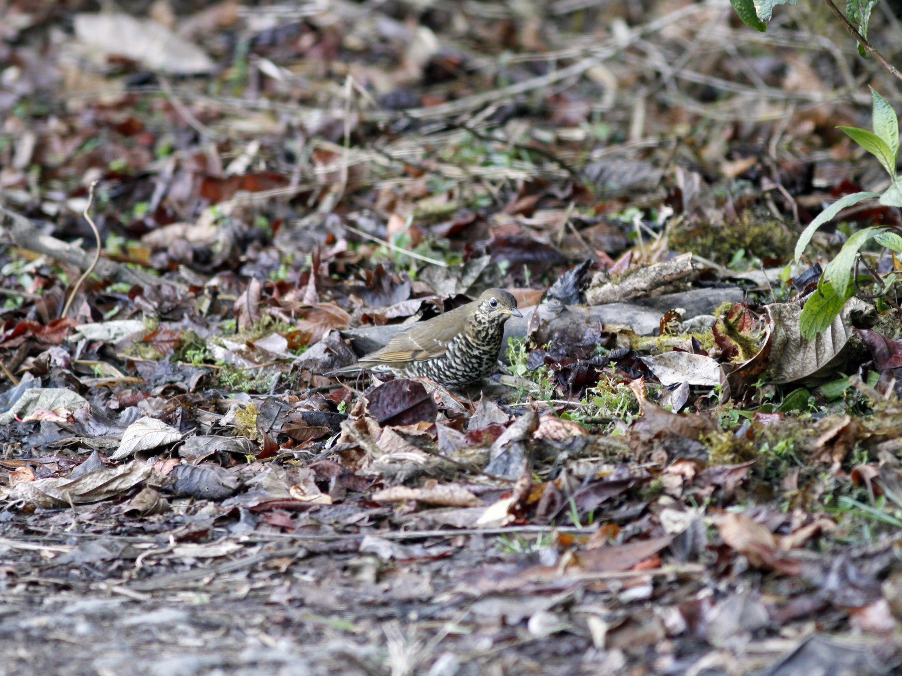 Alpine Thrush - eBird