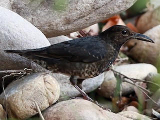 Long-billed Thrush - eBird