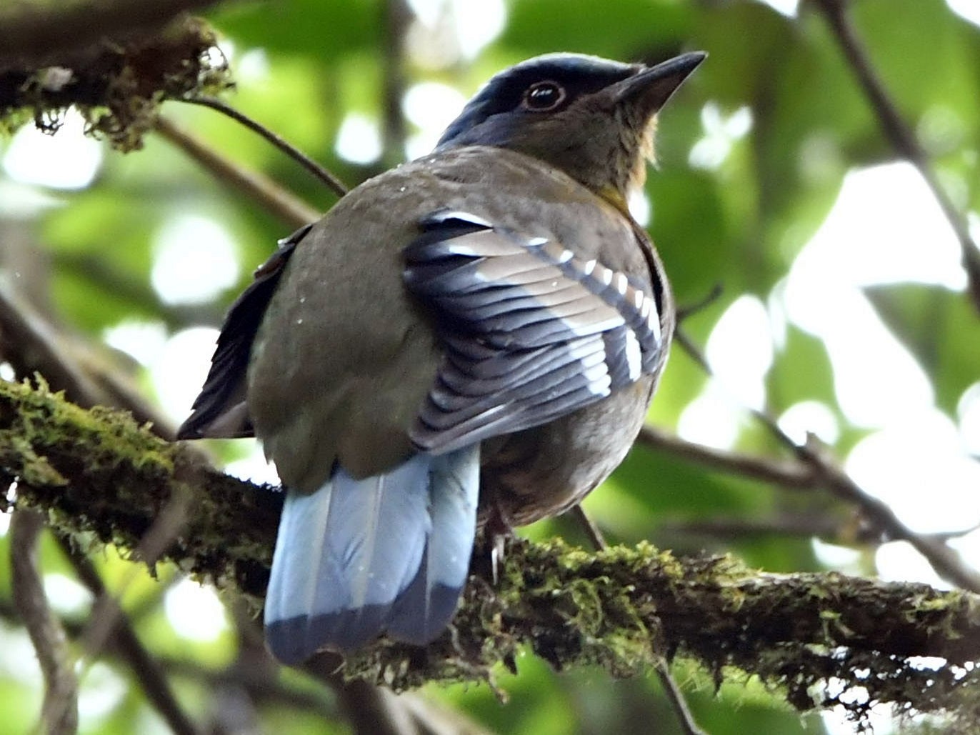 Green Cochoa - eBird