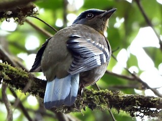 Green Cochoa - eBird