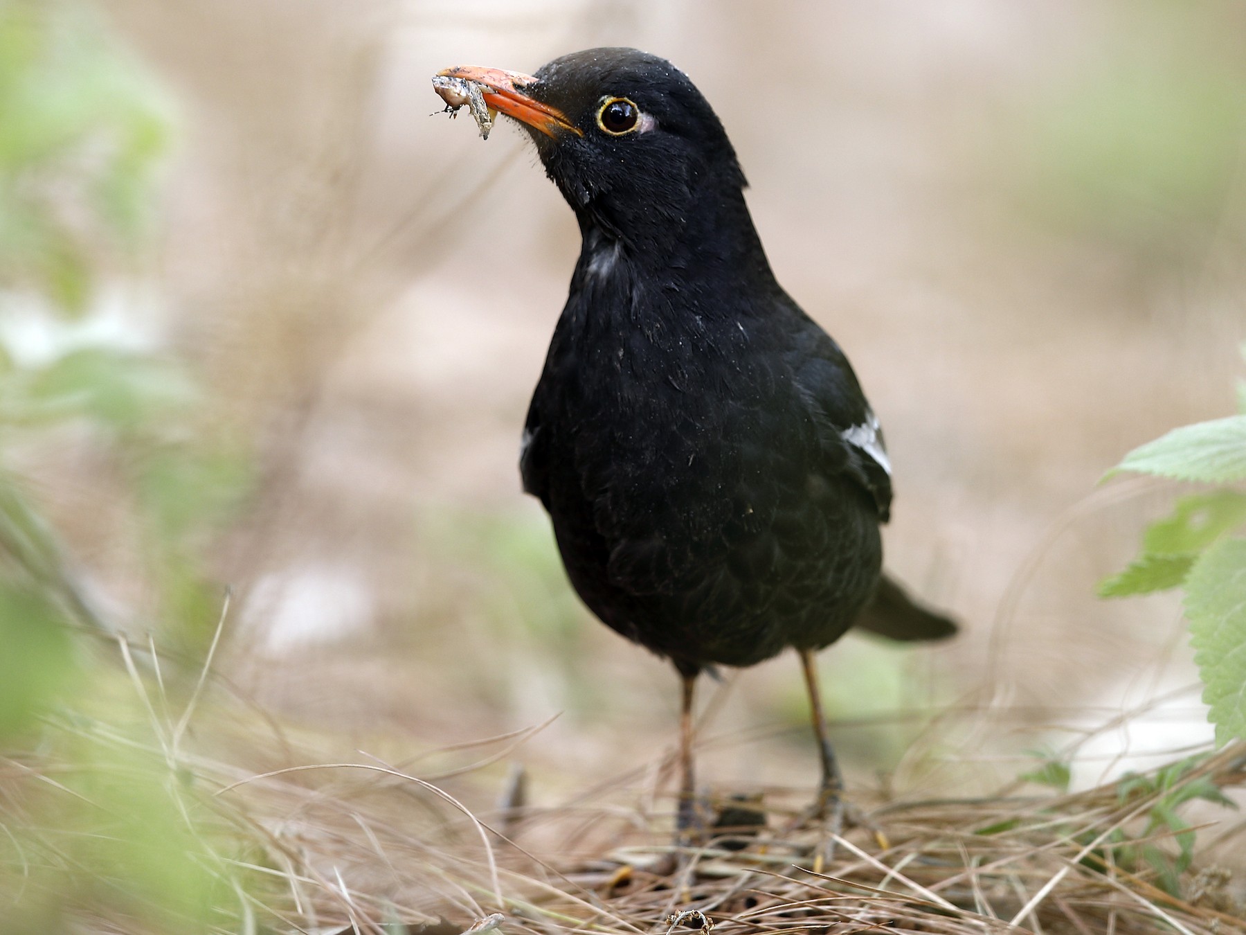 Merle à ailes grises - eBird
