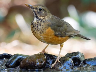 Black-breasted Thrush - eBird