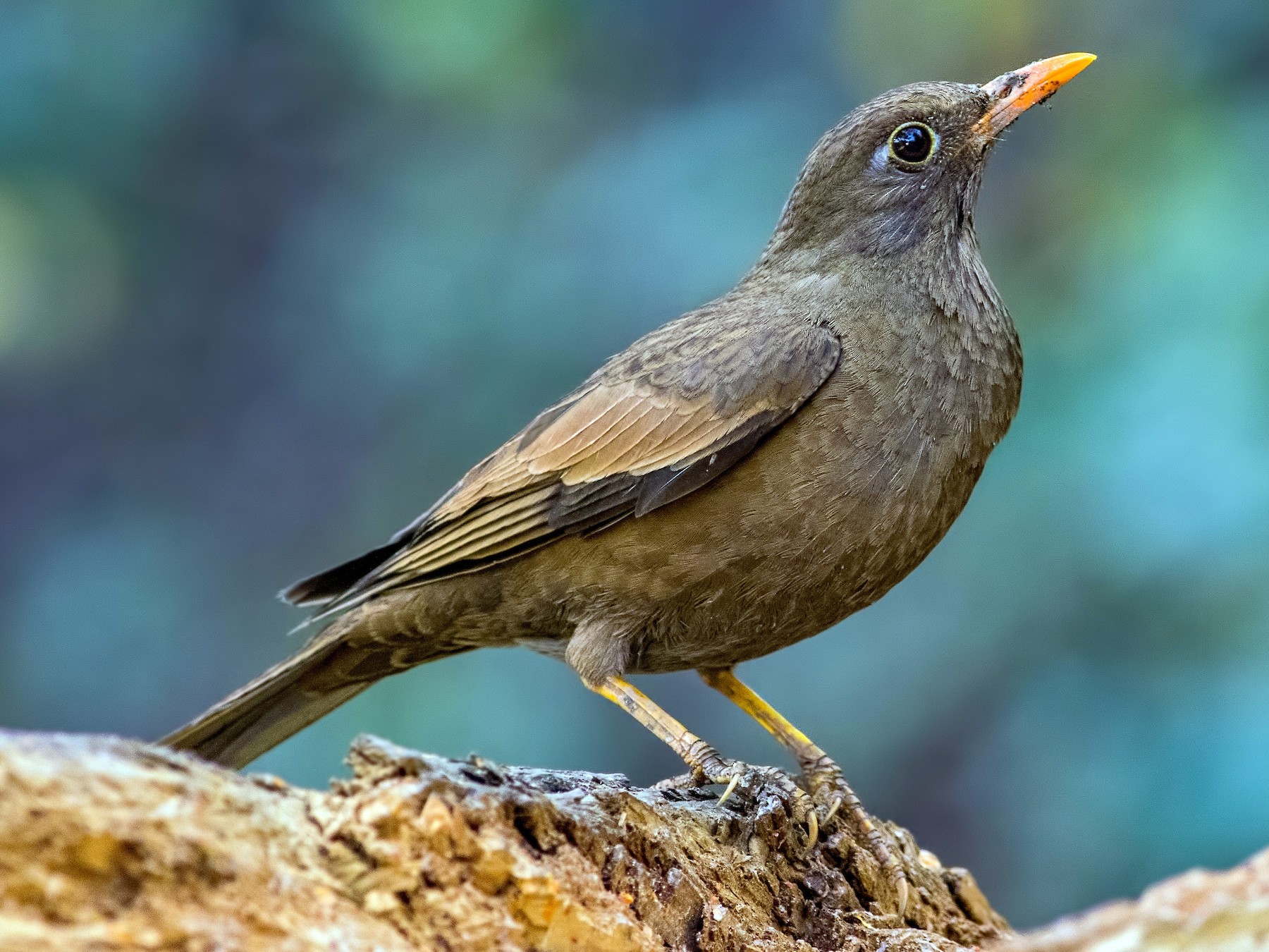 Merle à ailes grises - eBird