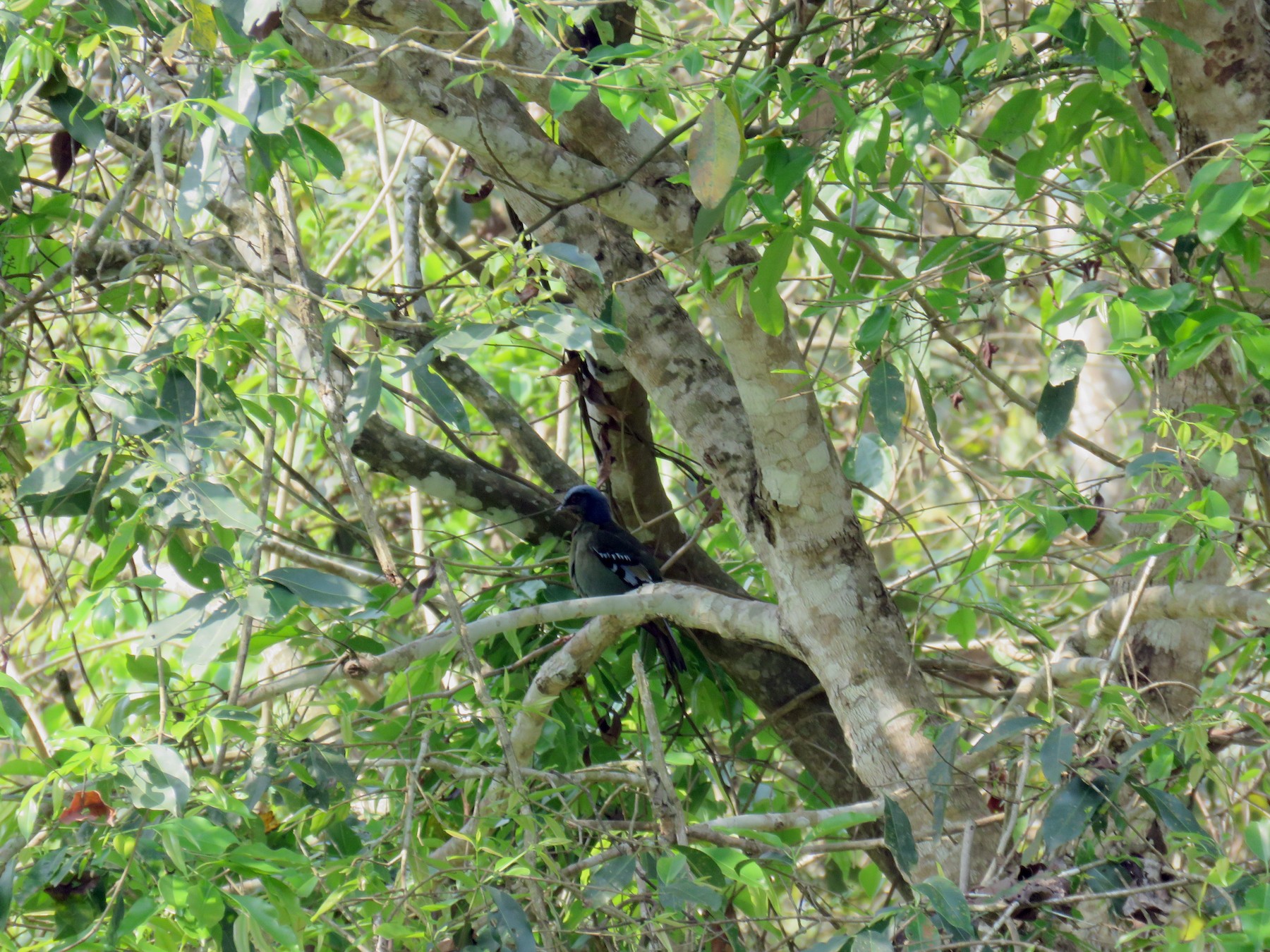 Green Cochoa - eBird