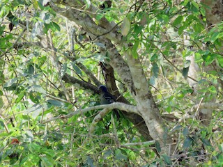 Green Cochoa - eBird