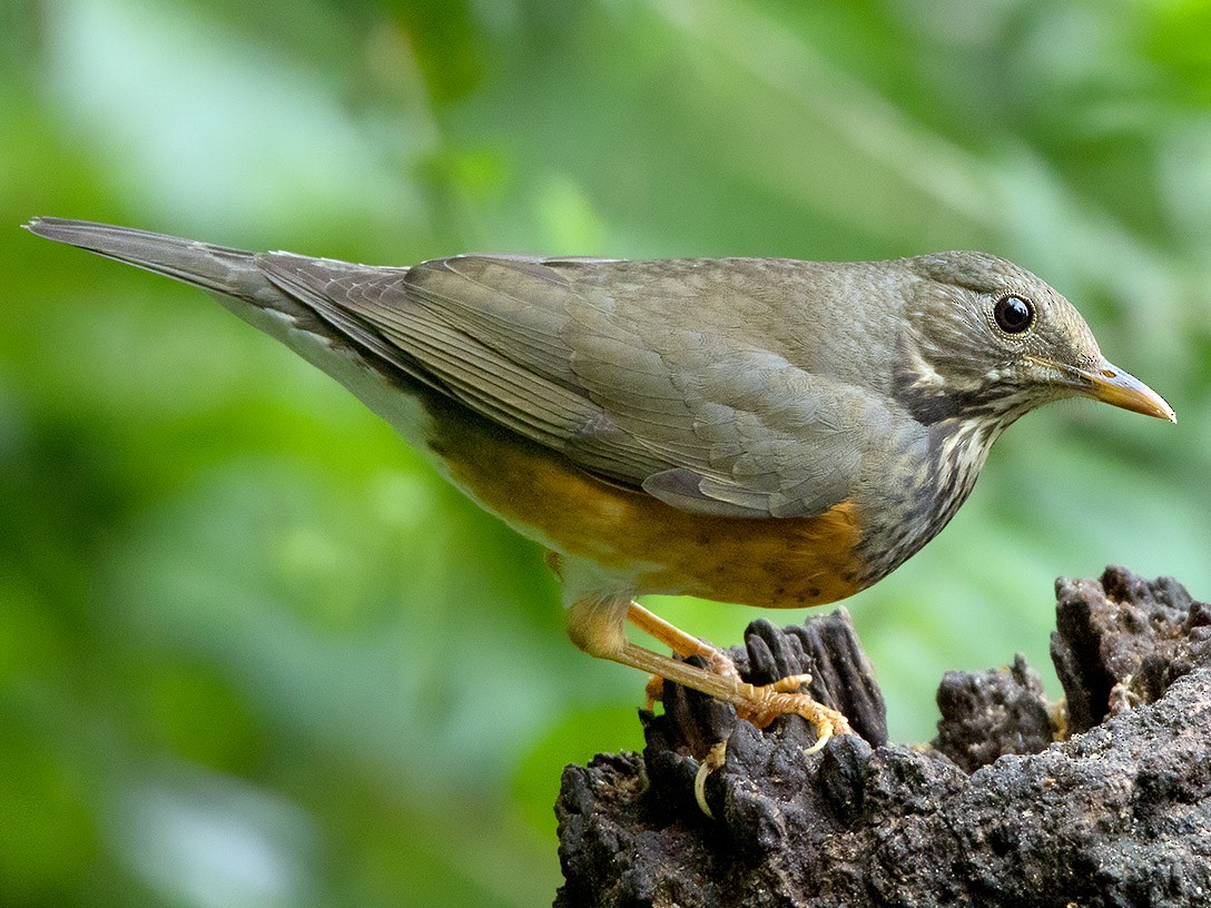 Black-breasted Thrush - eBird