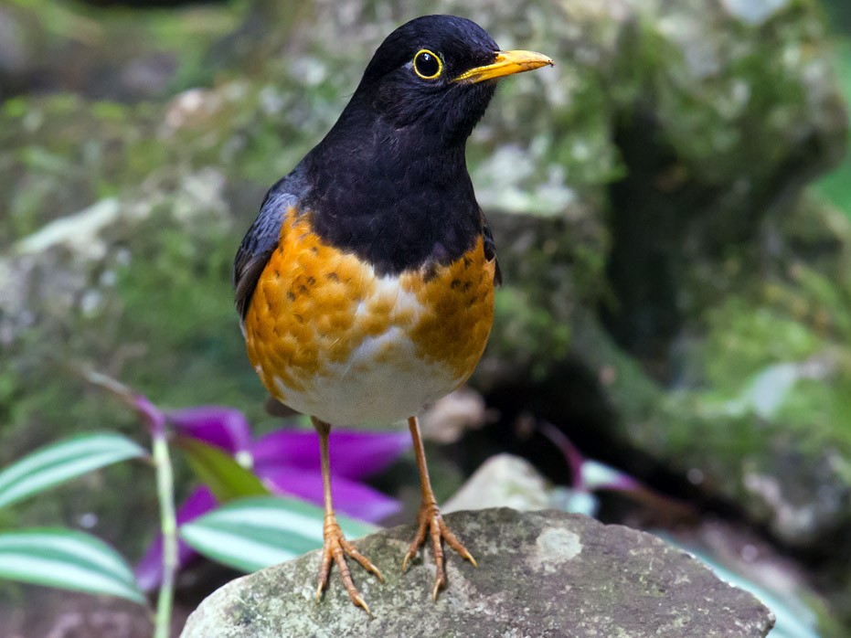 Black-breasted Thrush - eBird