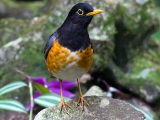 Black-breasted Thrush - eBird