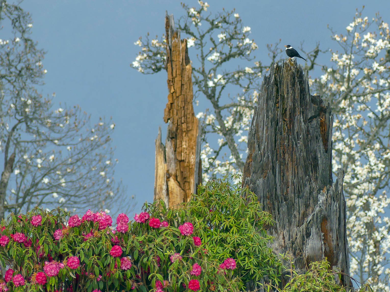 White-collared Blackbird - eBird