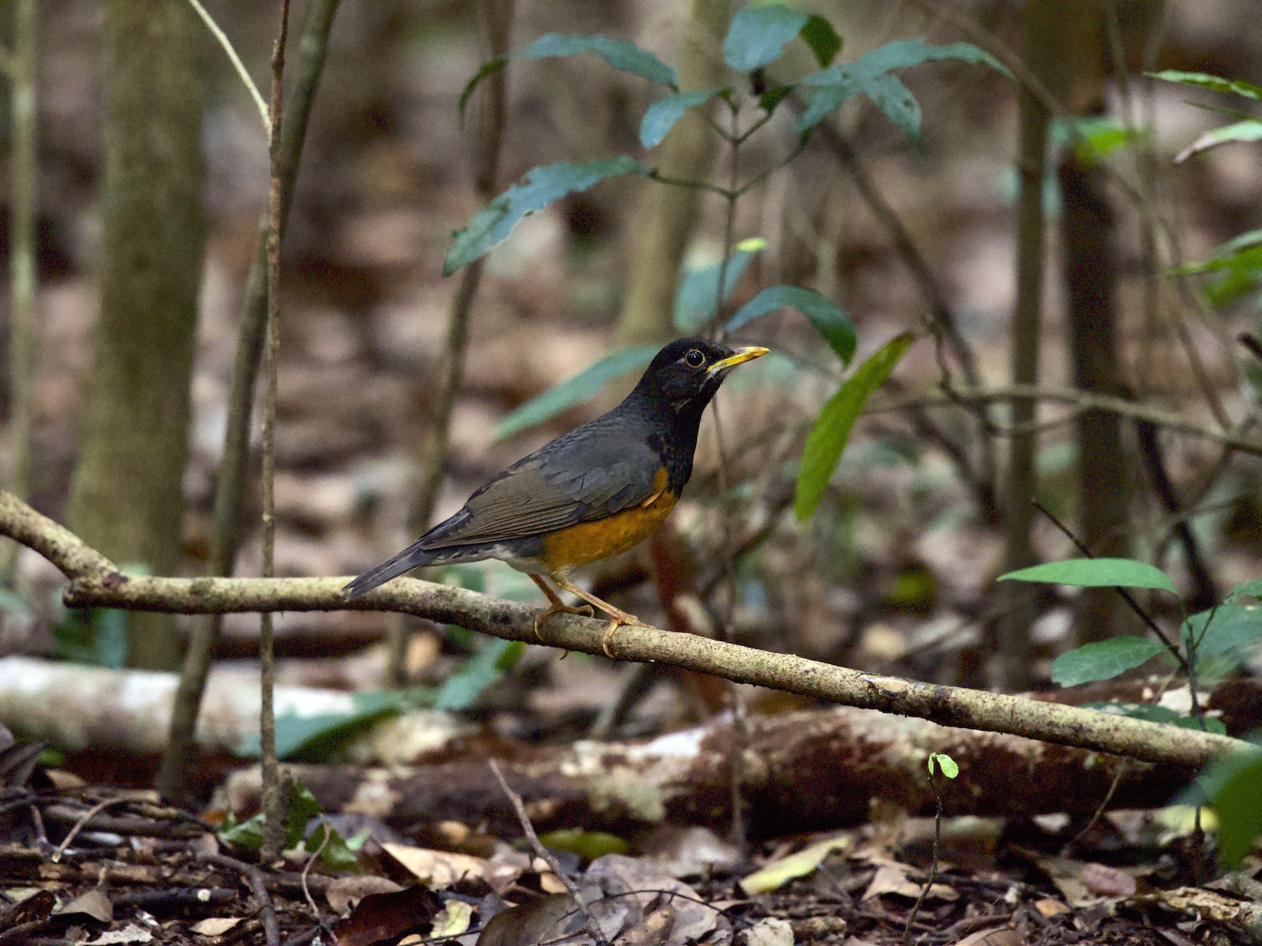 Black-breasted Thrush - eBird
