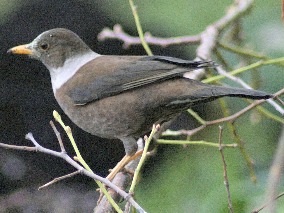 White-collared Blackbird - eBird