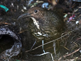 Long-billed Thrush - eBird