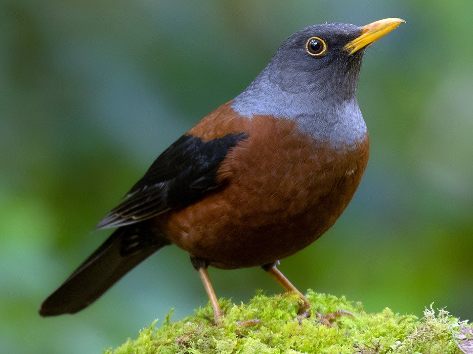 Chestnut Thrush - eBird