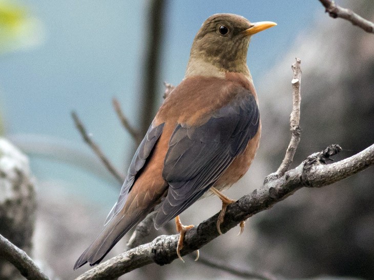 Chestnut Thrush - eBird