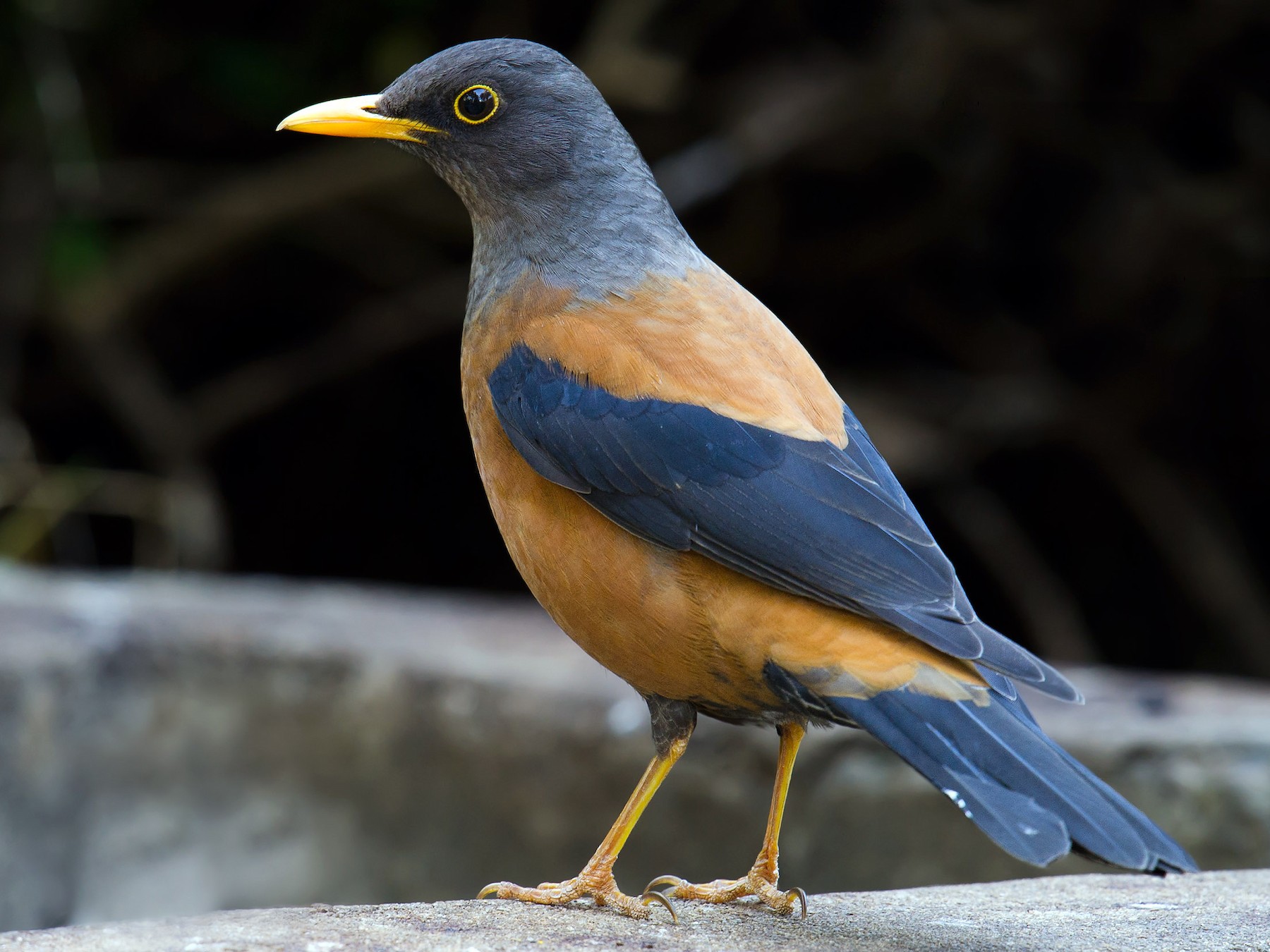 Chestnut Thrush - eBird