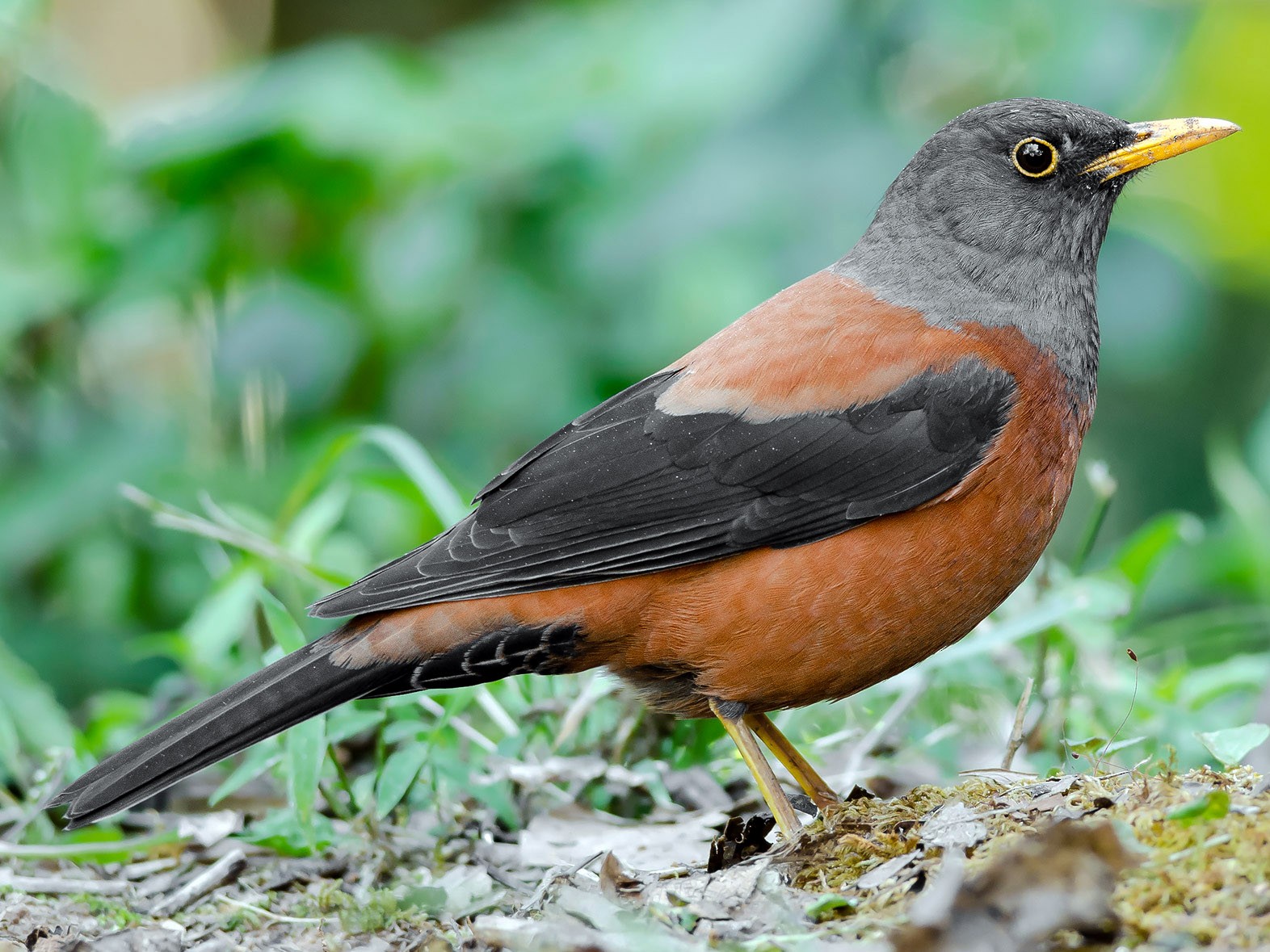 Chestnut Thrush - eBird