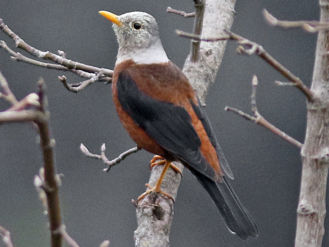 Chestnut Thrush - eBird