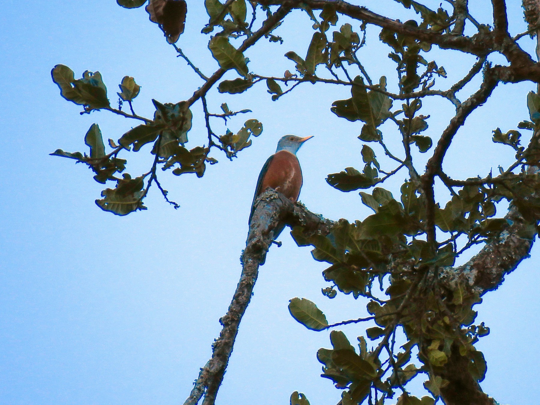Chestnut Thrush - eBird