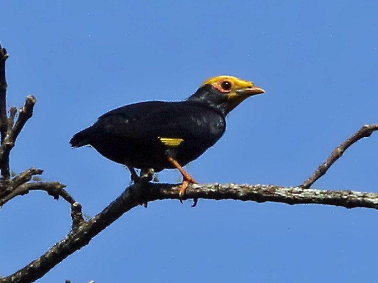 Golden-crested Myna - eBird