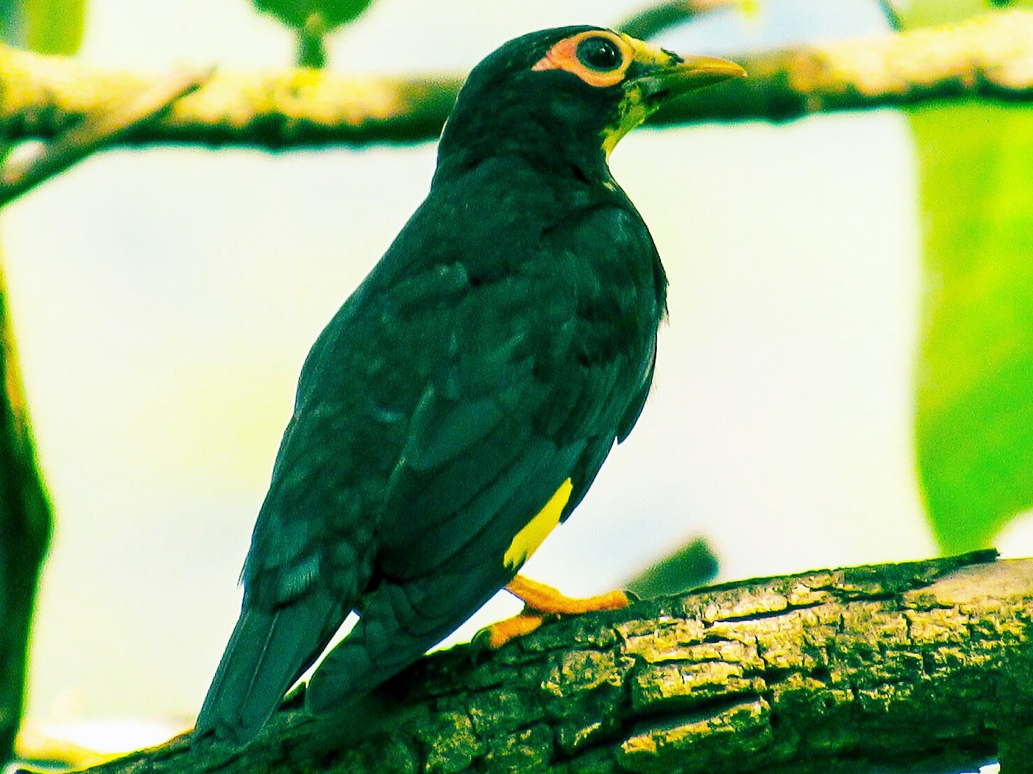 Golden-crested Myna - eBird