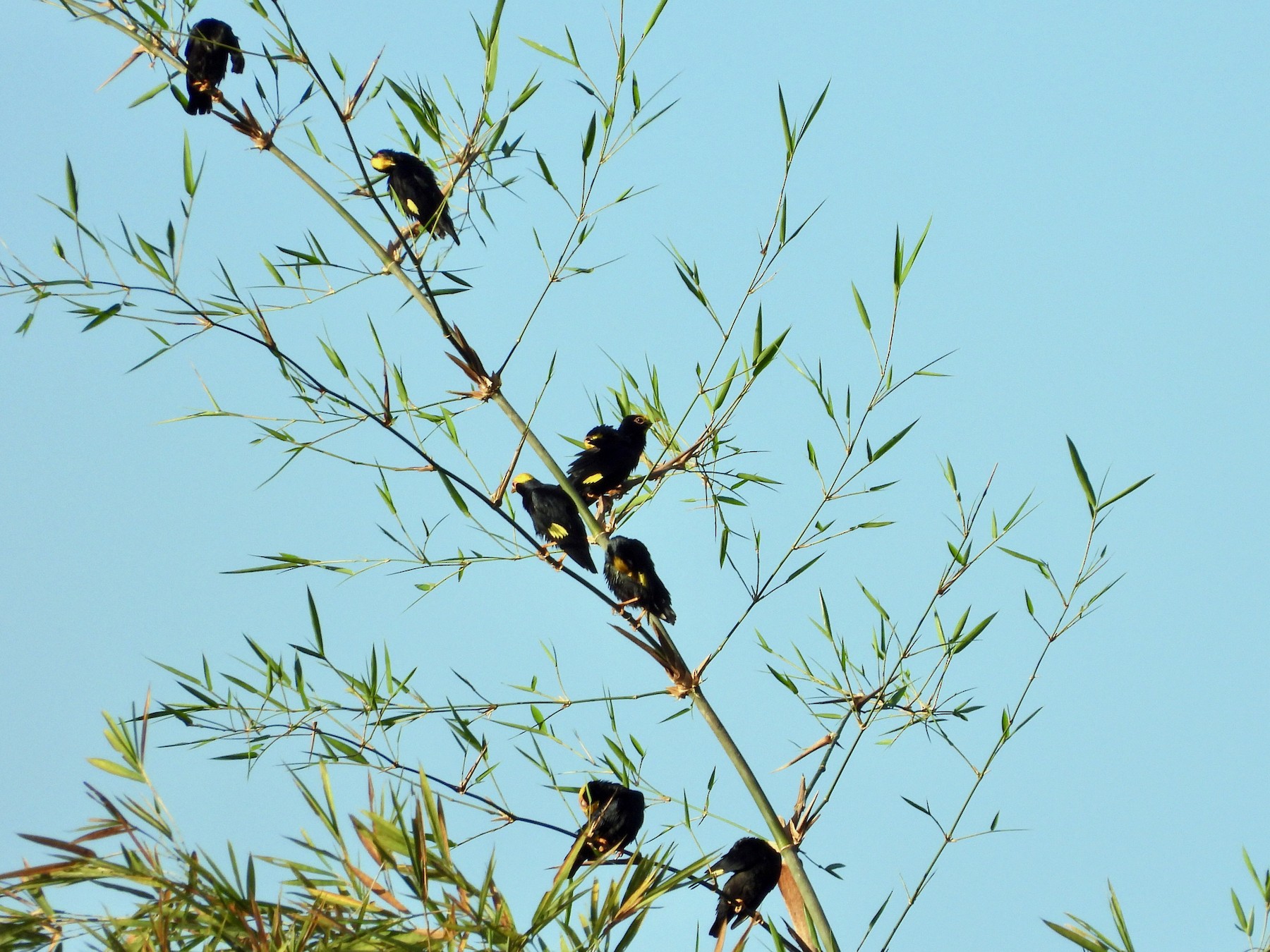 Golden-crested Myna - eBird