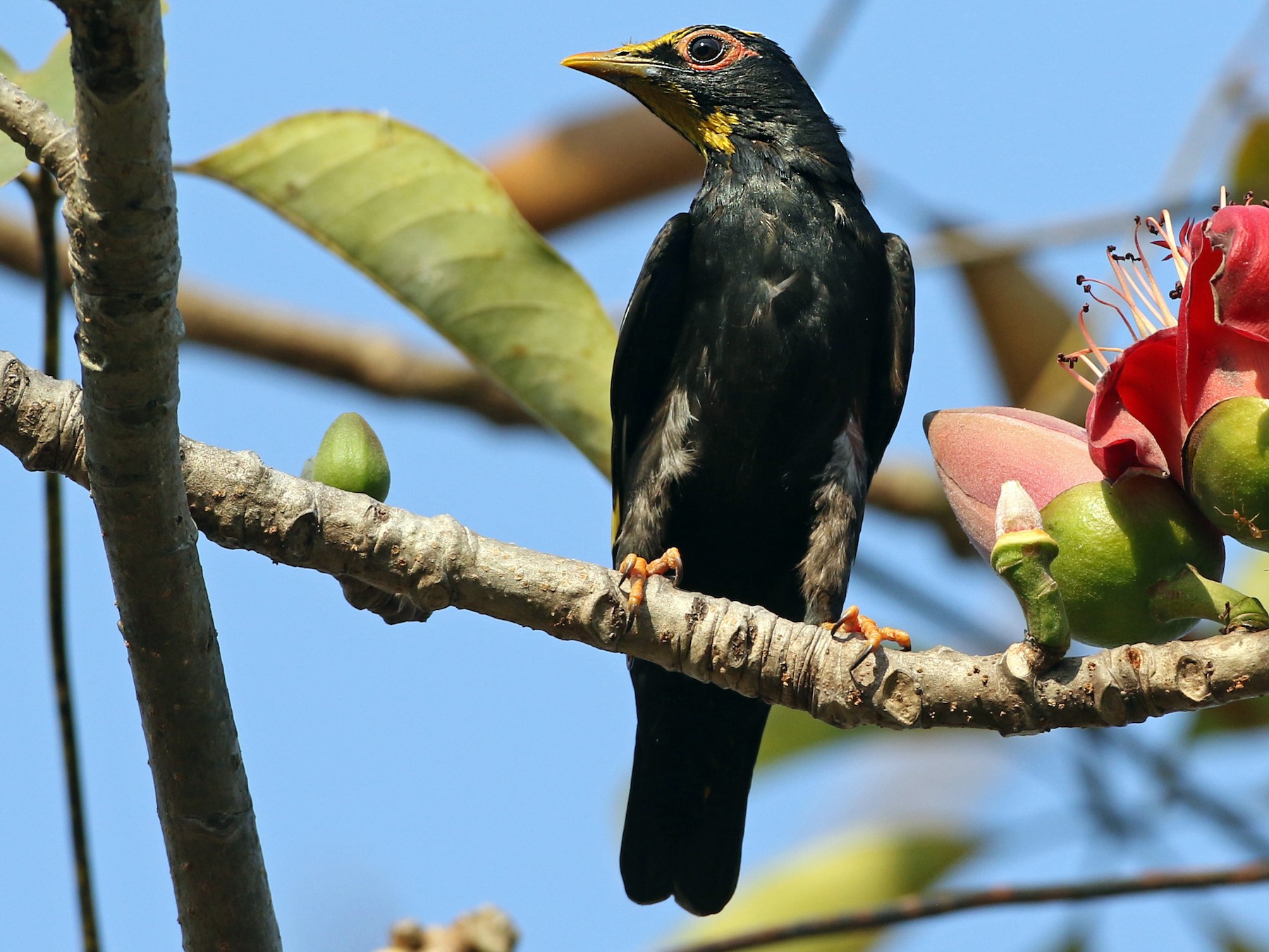 Golden-crested Myna - eBird