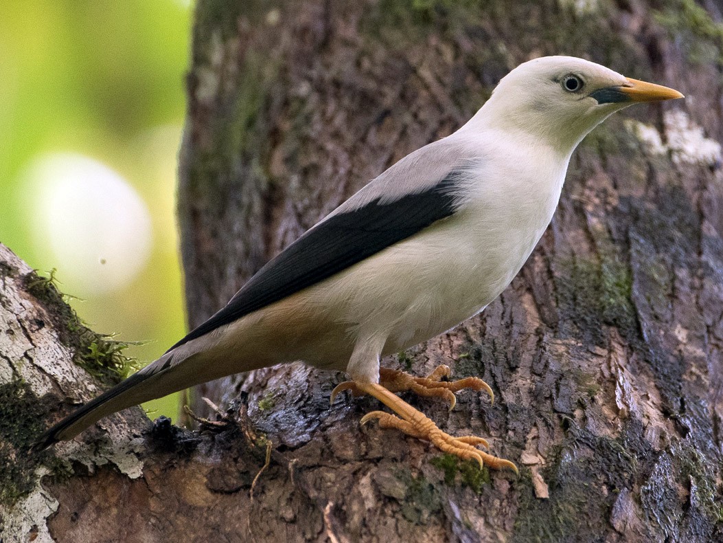 White-headed Starling - eBird