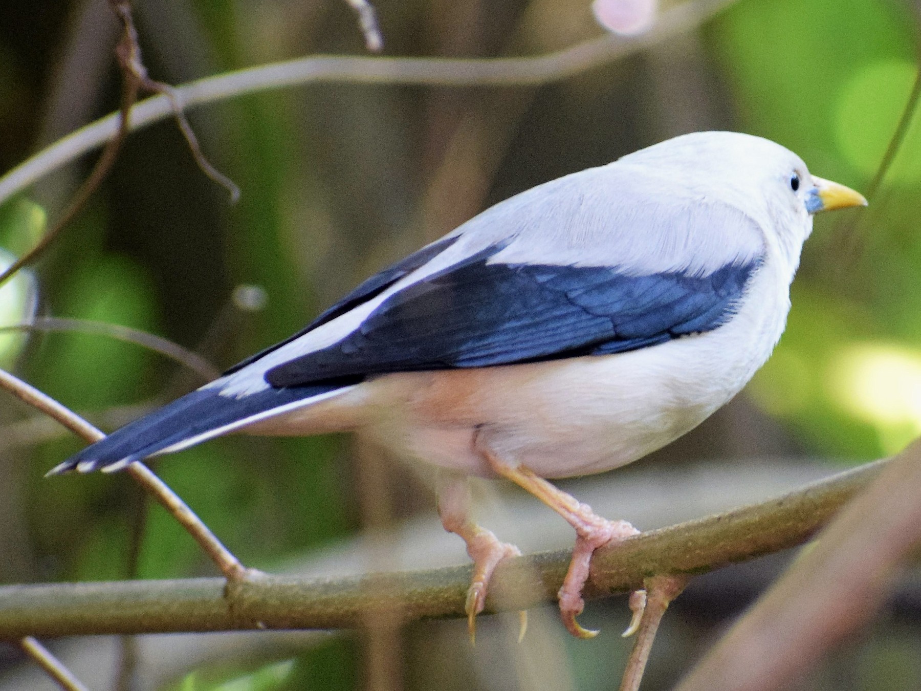 White-headed Starling - eBird