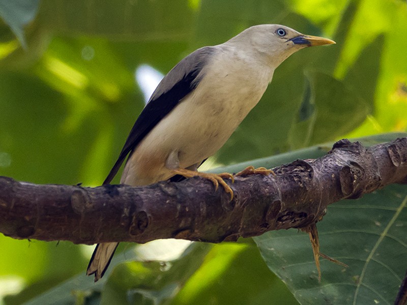 White-headed Starling - eBird