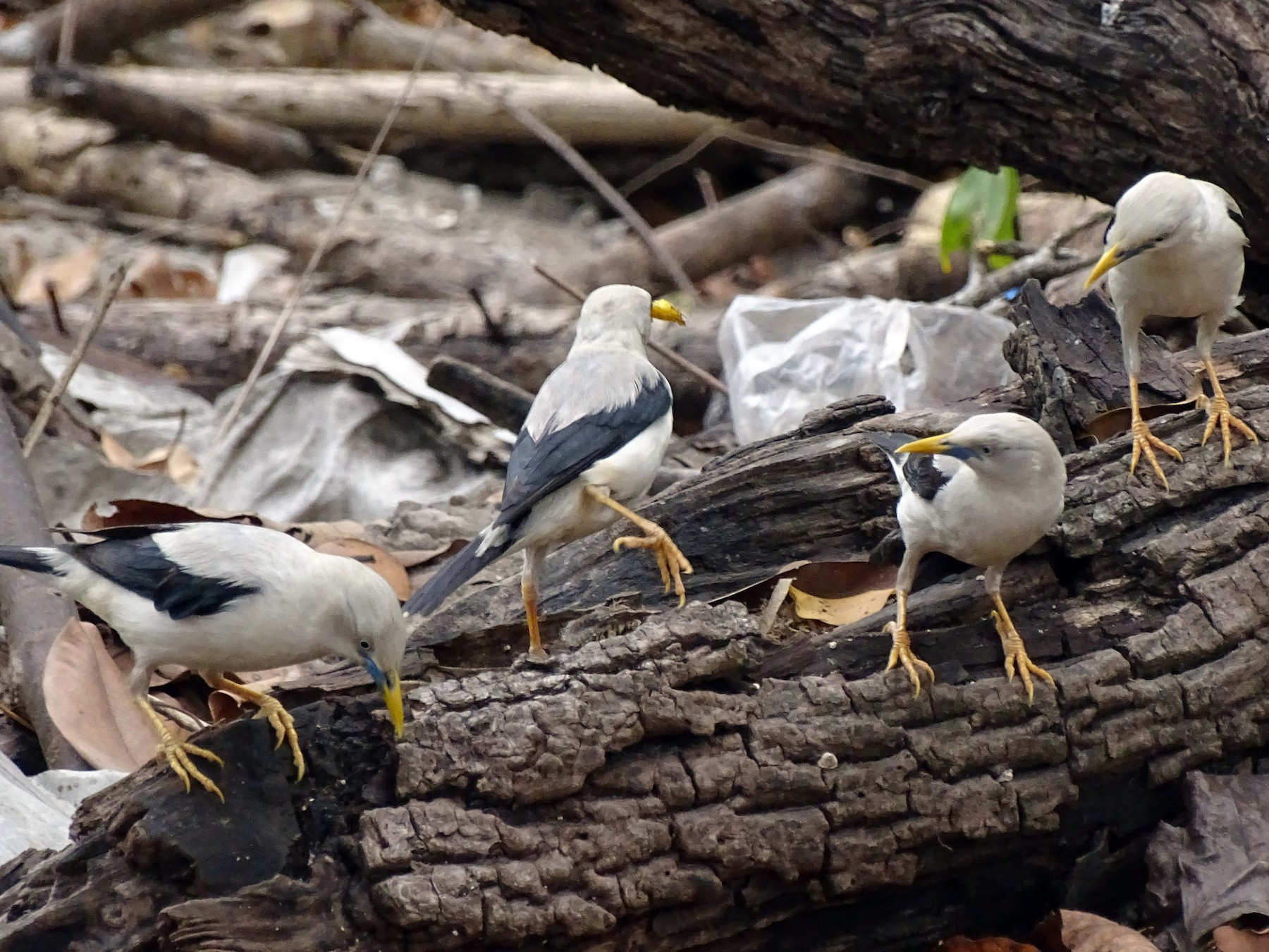 White-headed Starling - eBird