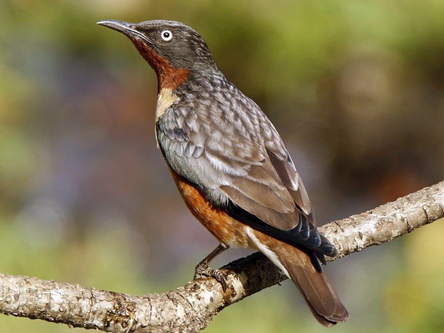 Spot-winged Starling - eBird
