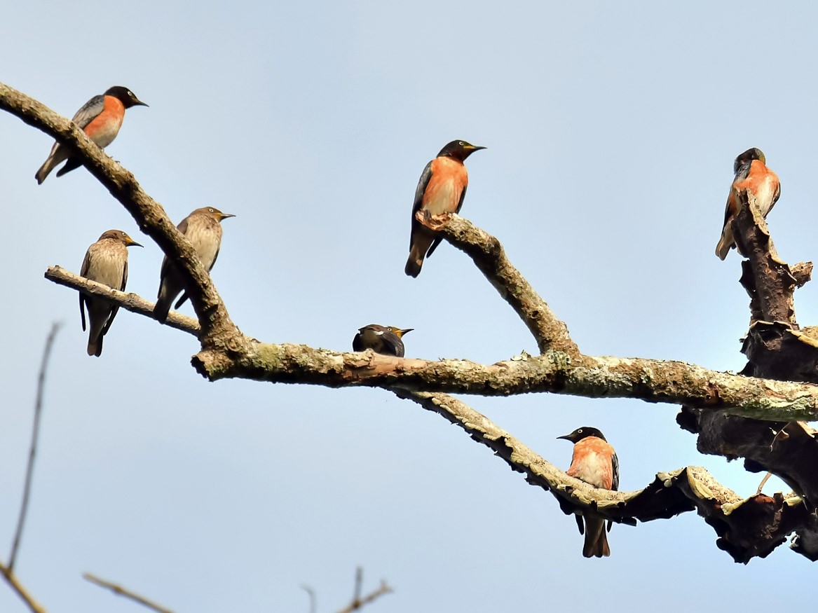 Spot-winged Starling - eBird