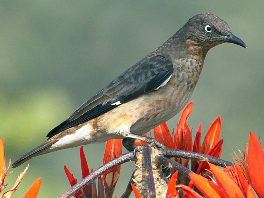 Spot-winged Starling - Saroglossa spilopterus - Birds of the World