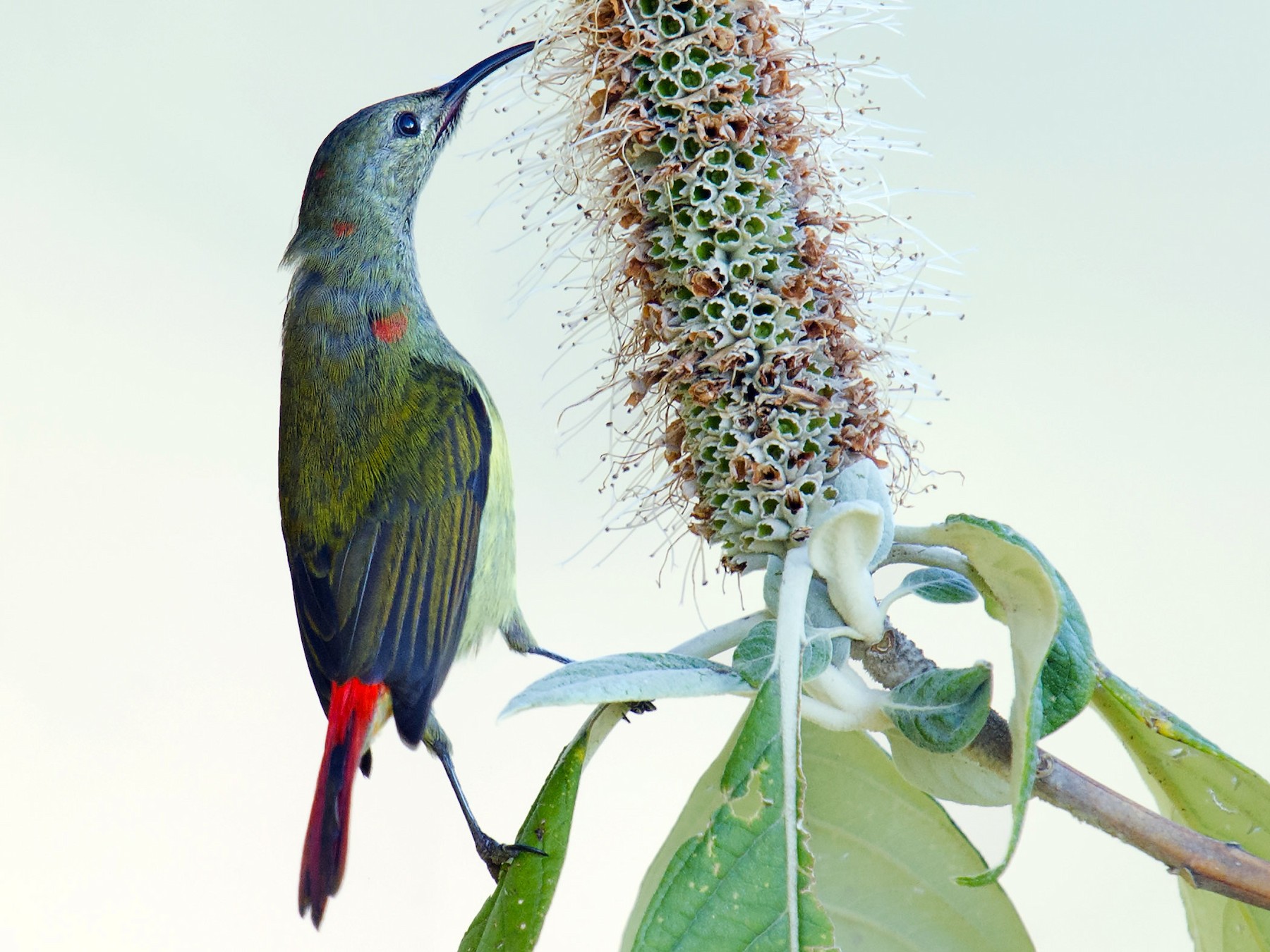 Fire-tailed Sunbird - eBird