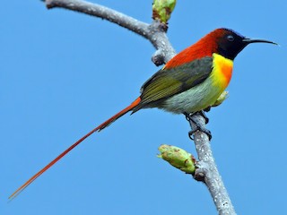 Fire-tailed Sunbird - Aethopyga ignicauda - Birds of the World