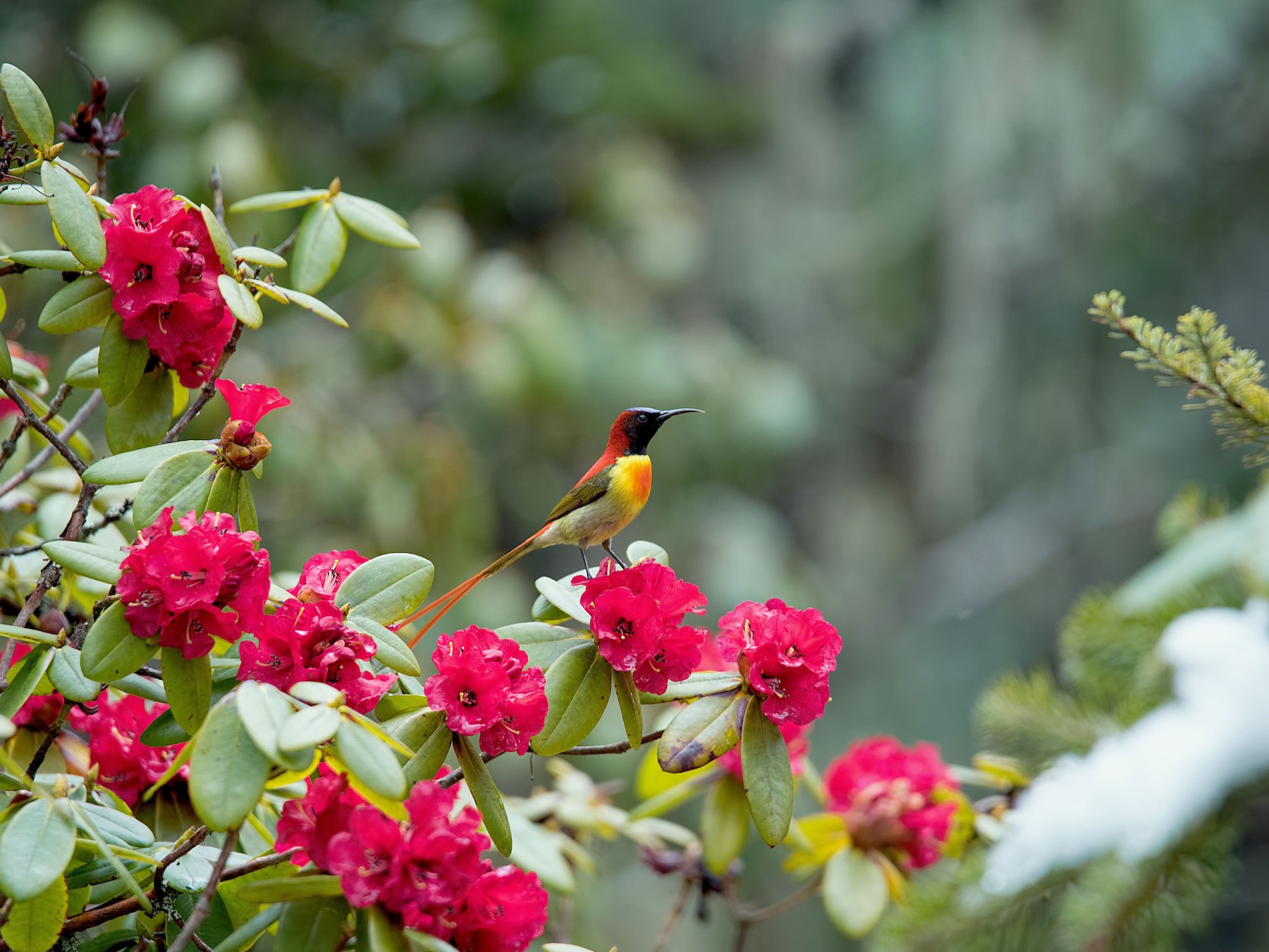 Fire-tailed Sunbird - eBird