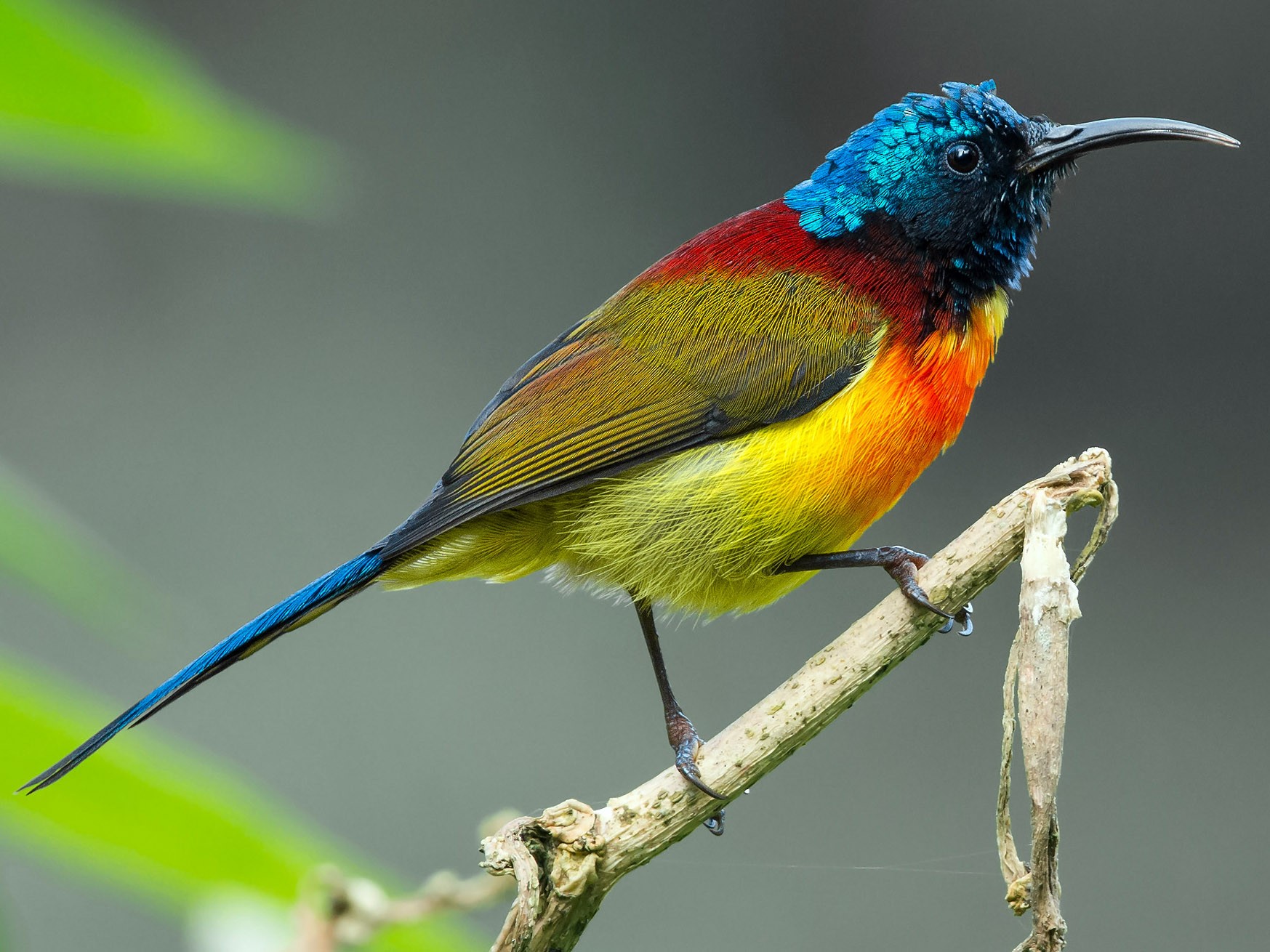 Green-tailed Sunbird - eBird