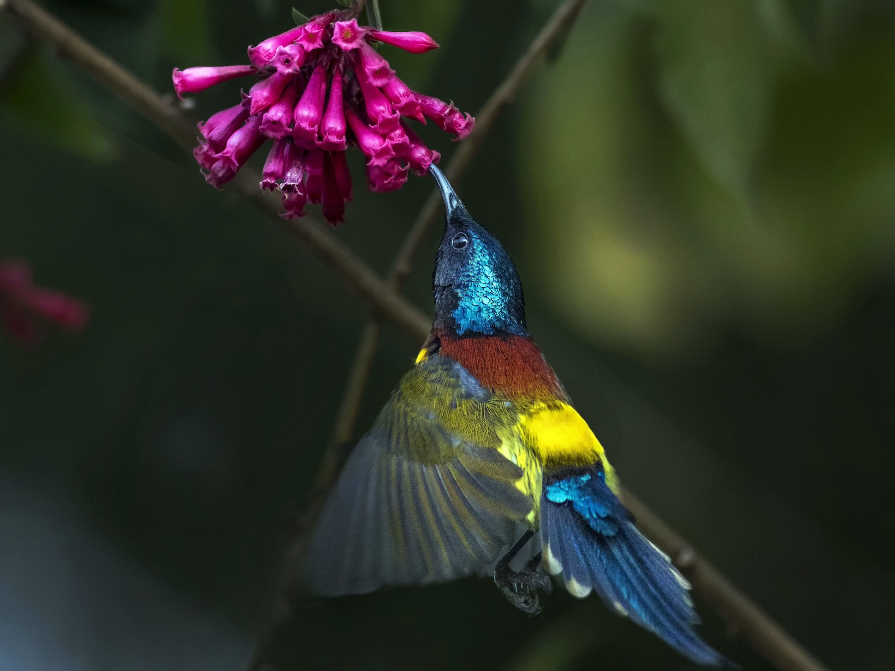 Green-tailed Sunbird - eBird