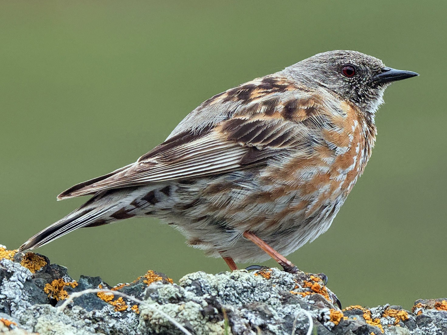 Altai Accentor - eBird