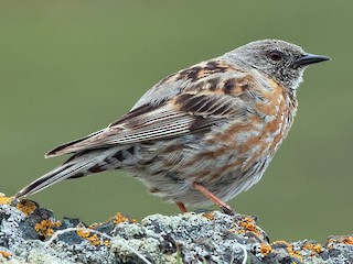 Altai Accentor - Prunella himalayana - Birds of the World