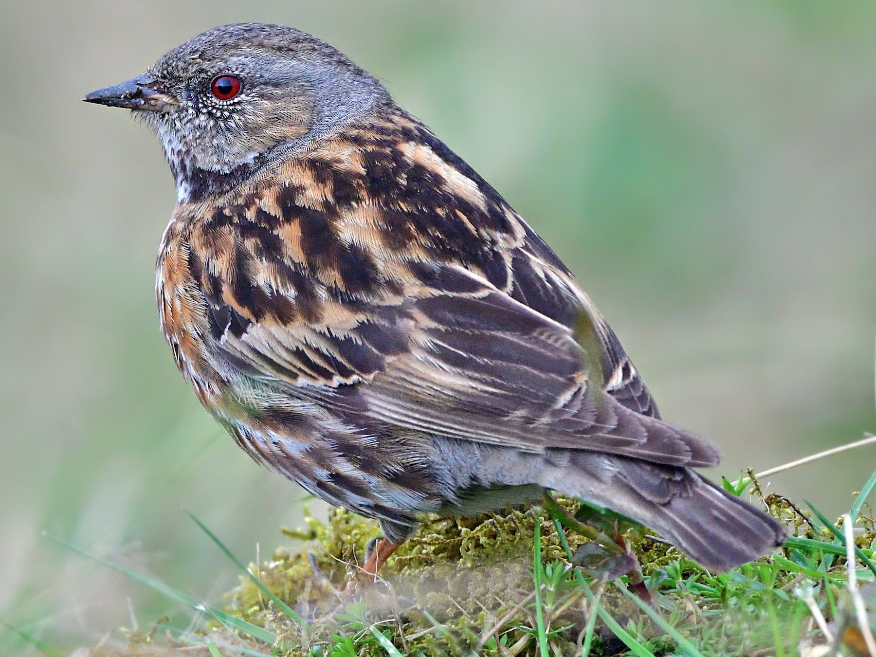 Altai Accentor - eBird