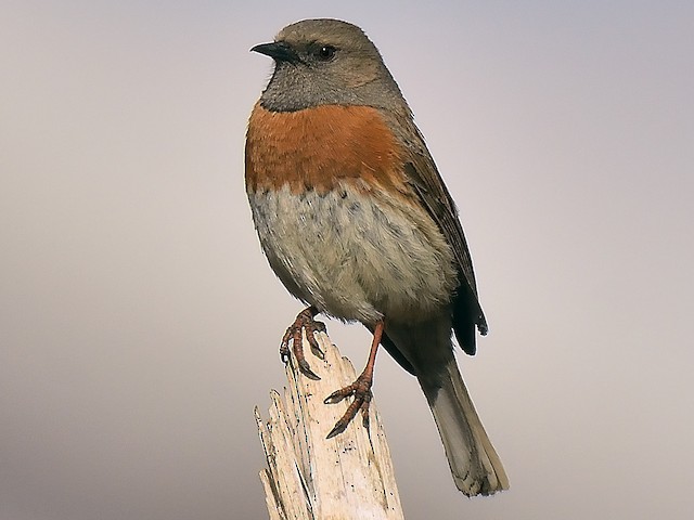 Photos - Robin Accentor - Prunella rubeculoides - Birds of the World
