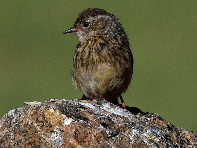Photos - Robin Accentor - Prunella rubeculoides - Birds of the World
