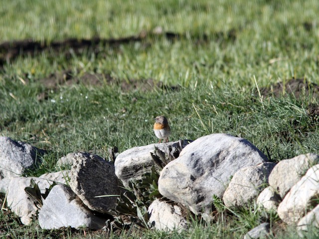 Photos - Robin Accentor - Prunella rubeculoides - Birds of the World