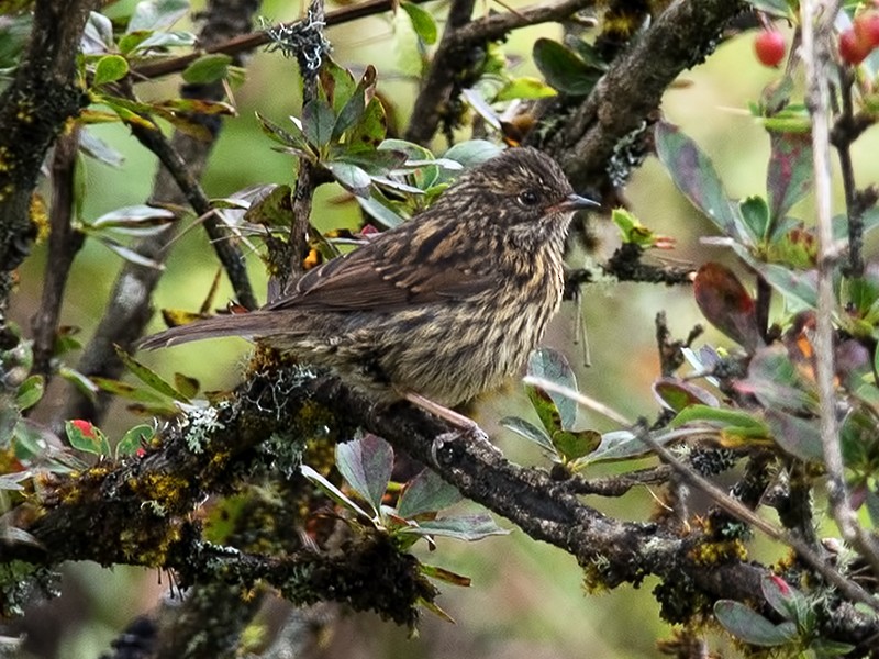 Rufous-breasted Accentor - eBird