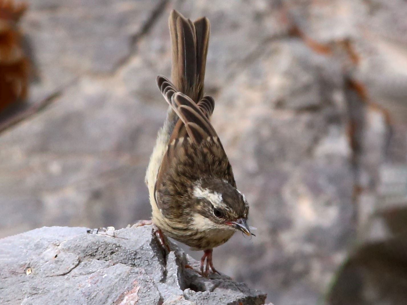 Brown Accentor - eBird