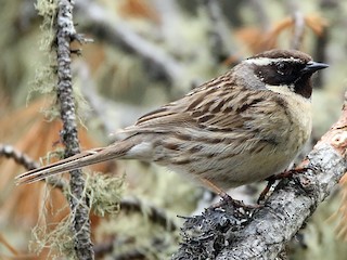 Black-throated Accentor - Prunella atrogularis - Birds of the World