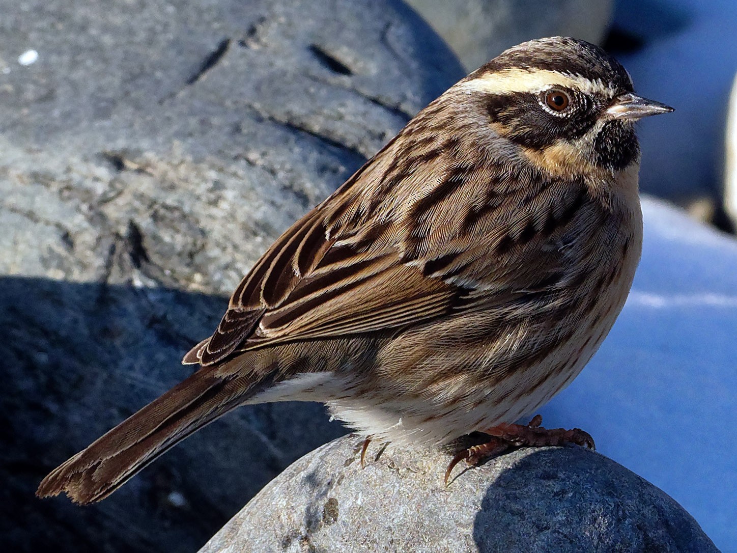 Black-throated Accentor - eBird