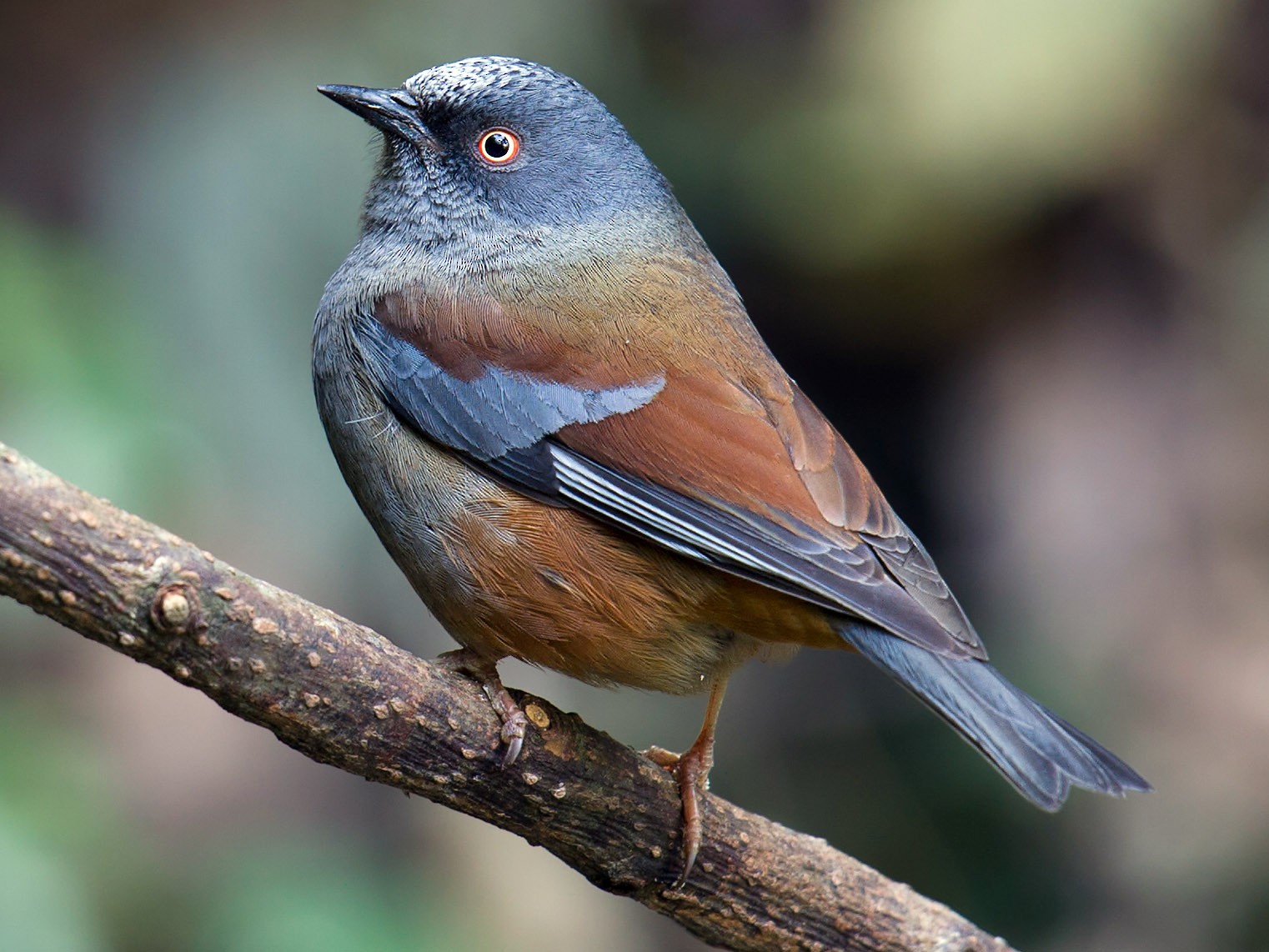 Maroon-backed Accentor - eBird