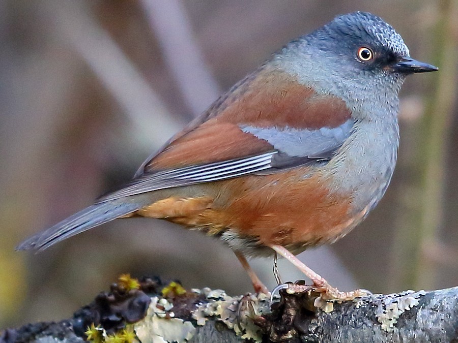 Maroon-backed Accentor - eBird